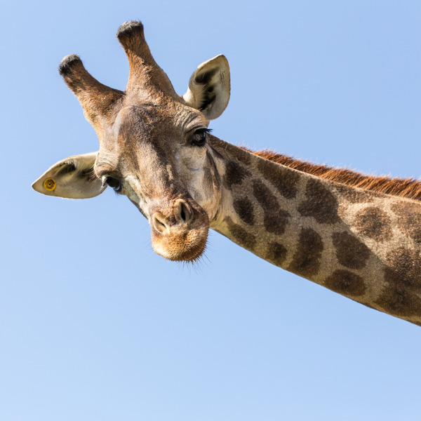 Giraffe Math Teacher Teaching Resources | Teachers Pay Teachers
